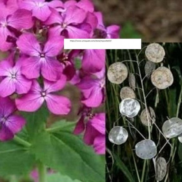 Seeds | Accents | Money Plant Lunaria Annua Violet Seeds Flower Seeds ...